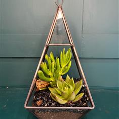 Succulent Pyramid